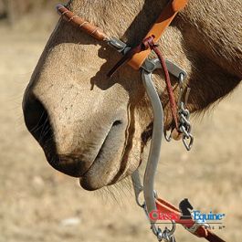 Hackamore - Jacksons Western Store